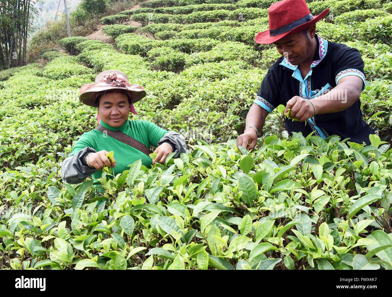 Menghai, China's Yunnan Province. 8th Apr, 2016. Local tea farmers pick ...