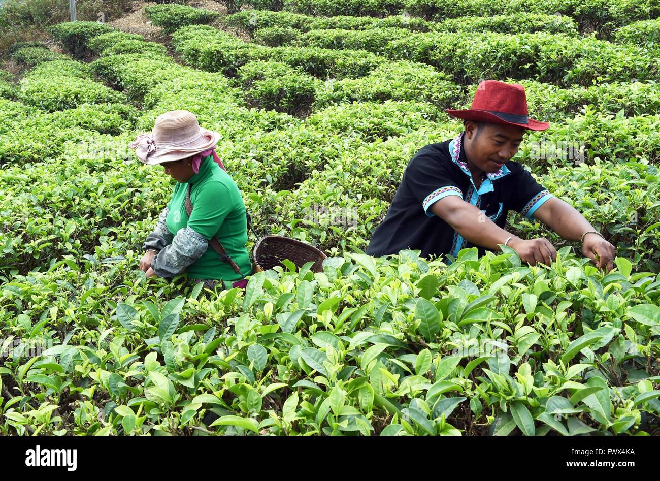 Menghai, China's Yunnan Province. 8th Apr, 2016. Local tea farmers pick ...