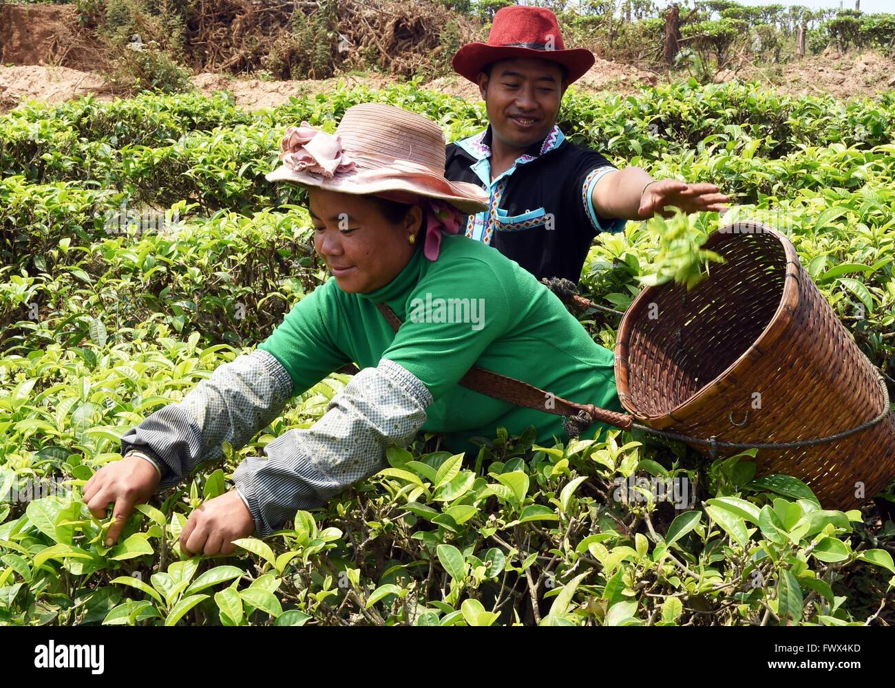 Menghai, China's Yunnan Province. 8th Apr, 2016. Local tea farmers pick ...