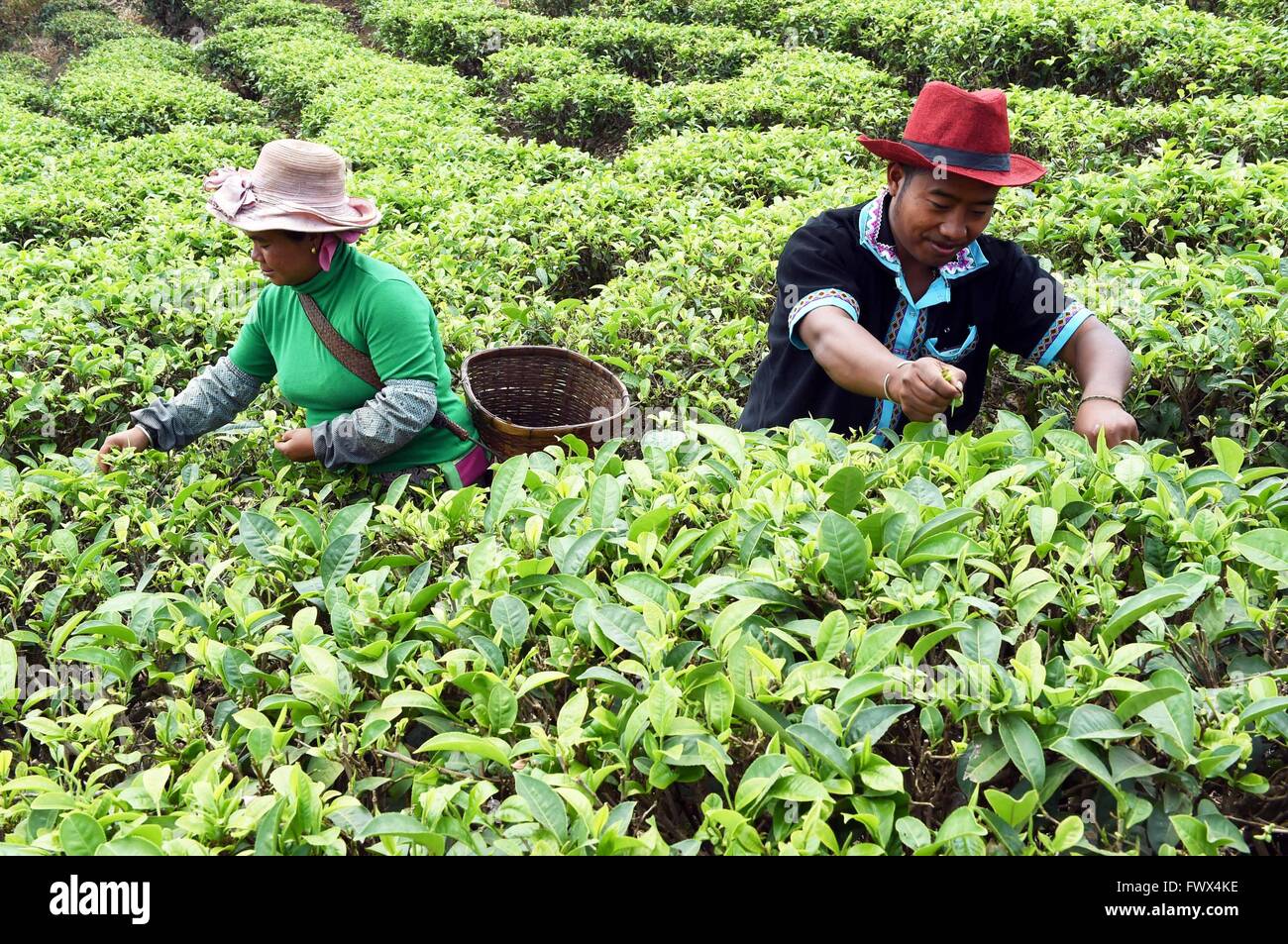 Menghai, China's Yunnan Province. 8th Apr, 2016. Local tea farmers pick ...