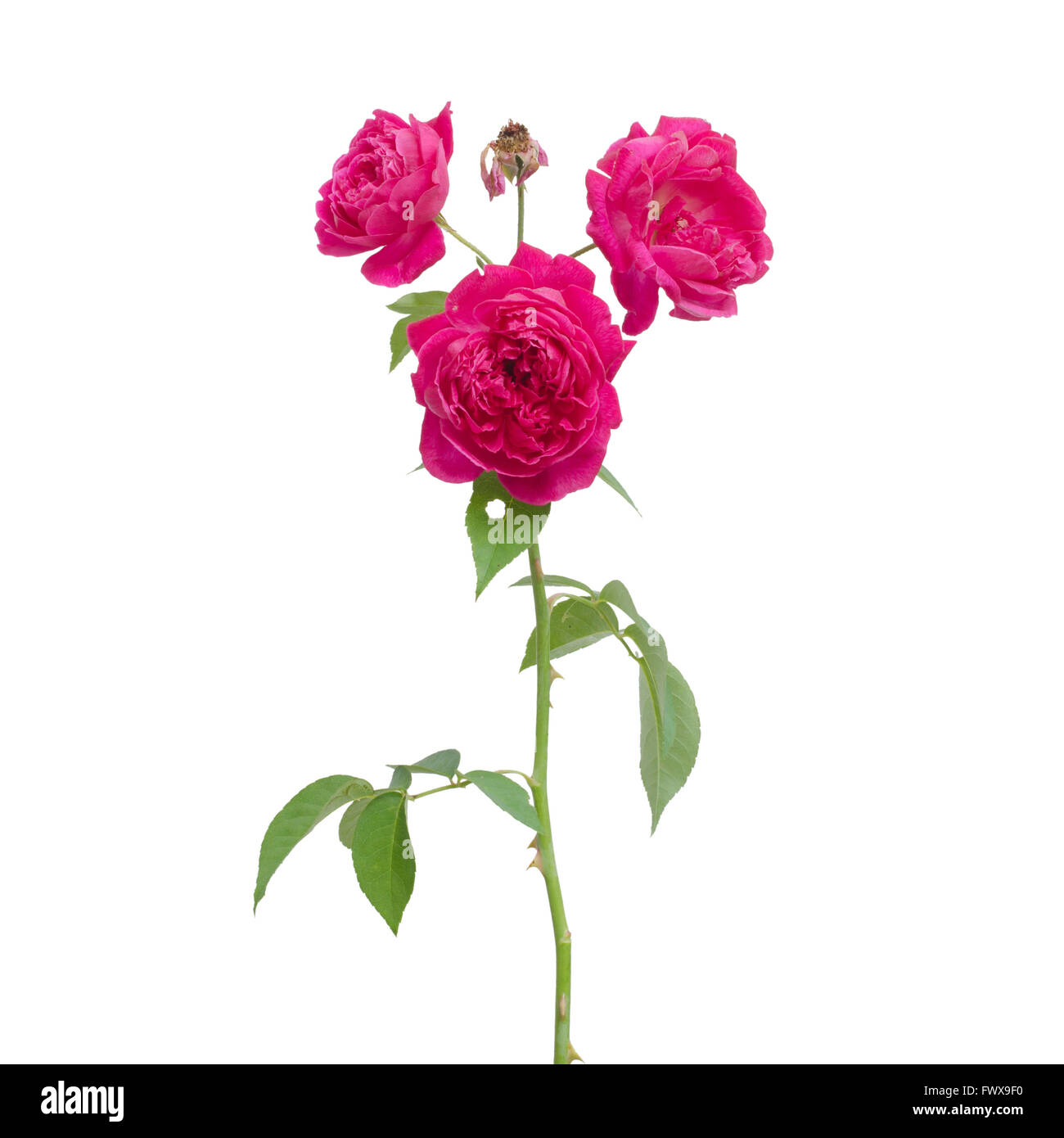 Damask rose isolated on white background Stock Photo - Alamy