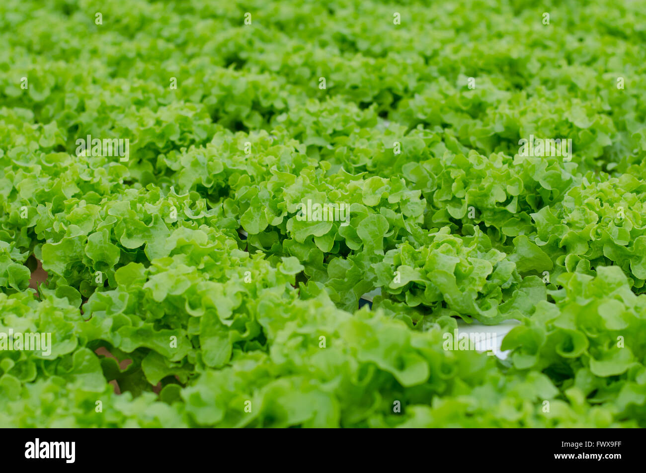 Hydroponics hi-res stock photography and images - Alamy