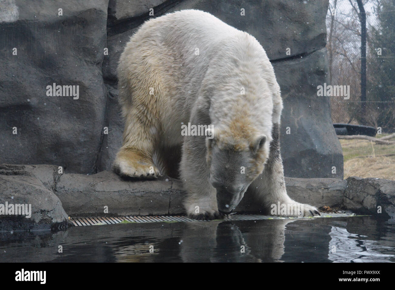 Polar Bear Drinking Water High Resolution Stock Photography and Images - Alamy
