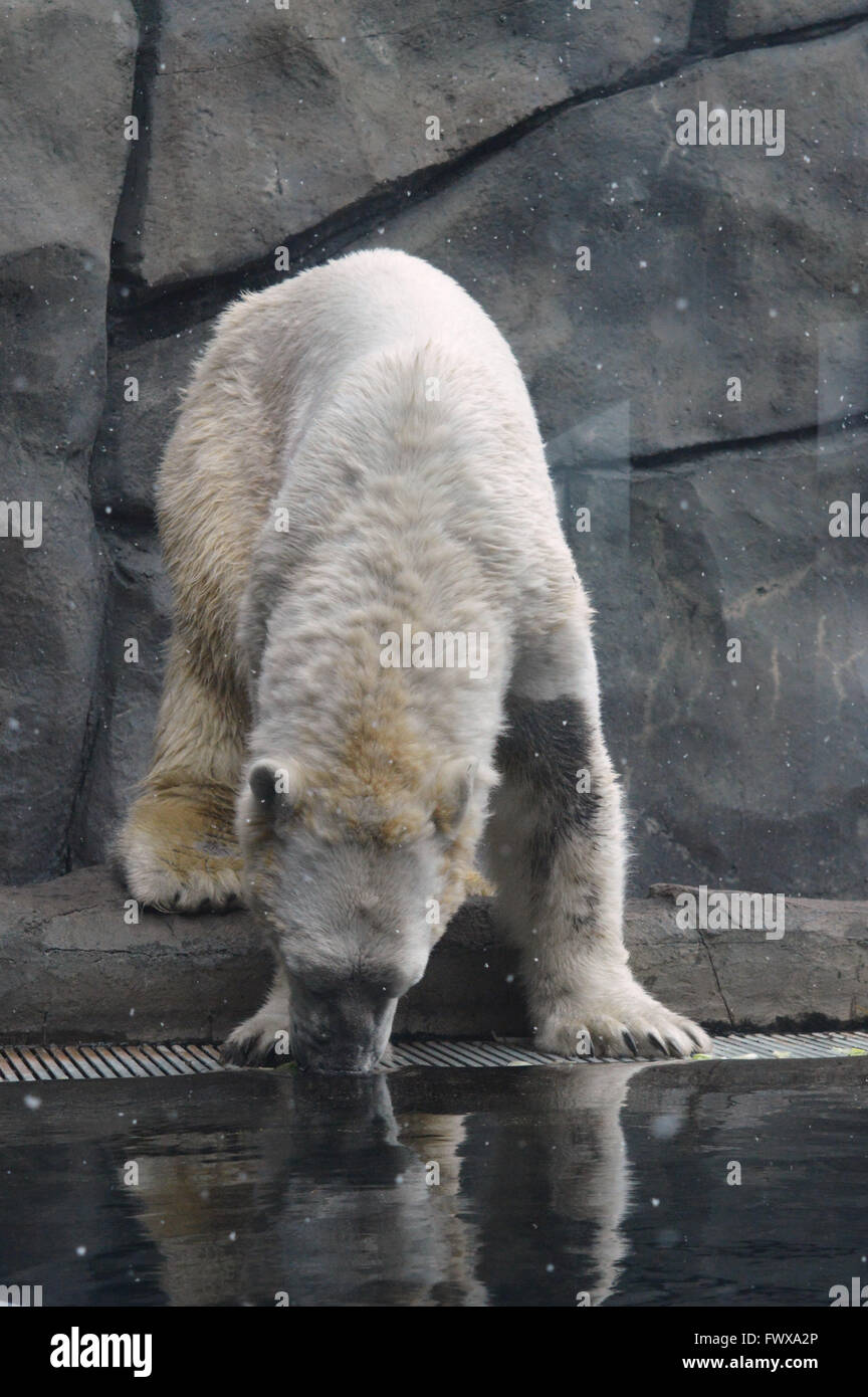 Polar bear drinking water hi-res stock photography and images - Alamy