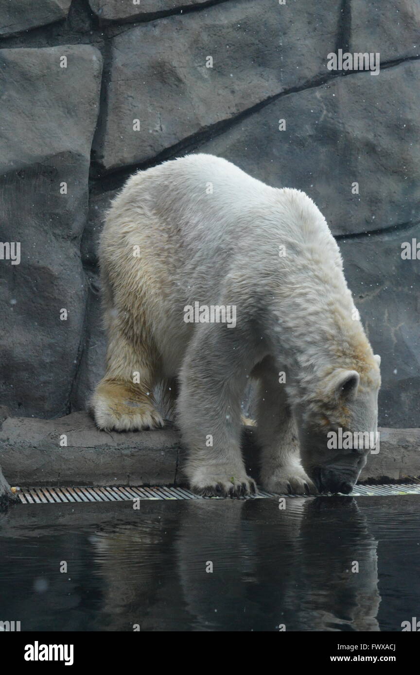 Polar Bear Drinking Water High Resolution Stock Photography and Images - Alamy