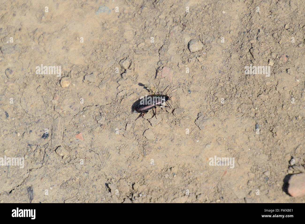 Predatory beetle running through the grounds. Beetle hunting Stock ...