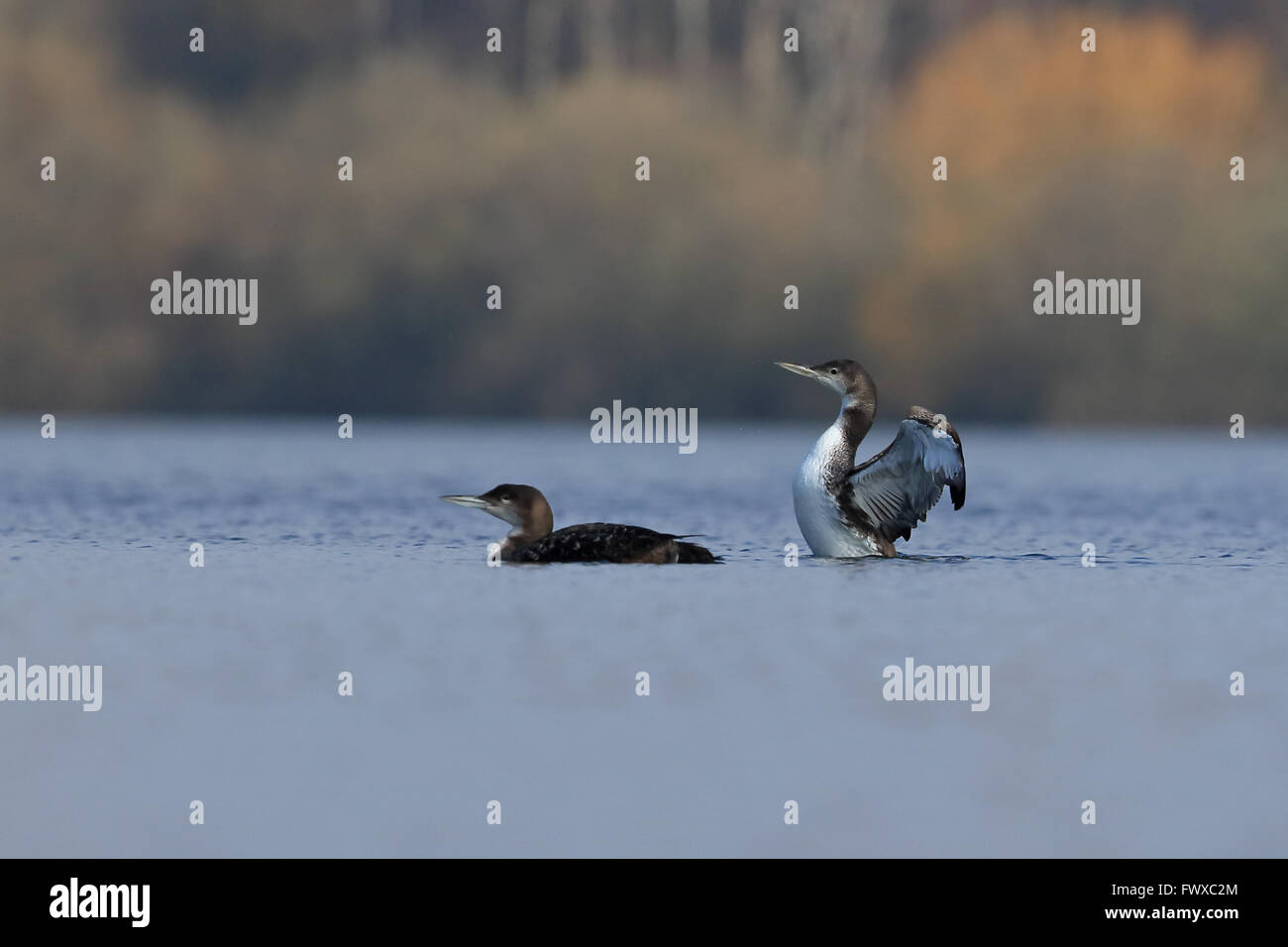 Great Northern Diver (Gavia imme Stock Photo - Alamy
