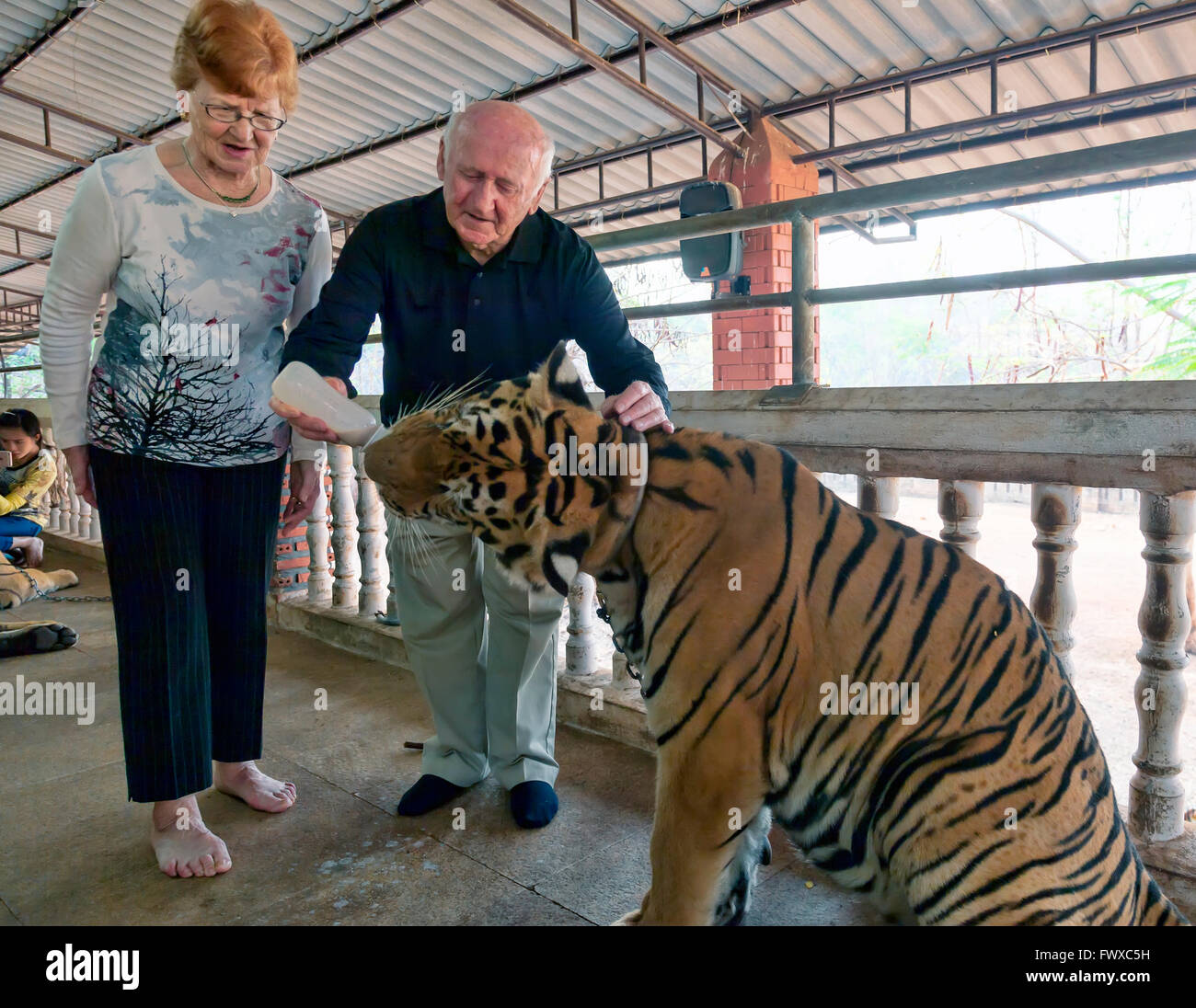 Couple walking a tiger through temple grounds at Tiger Temple in ...