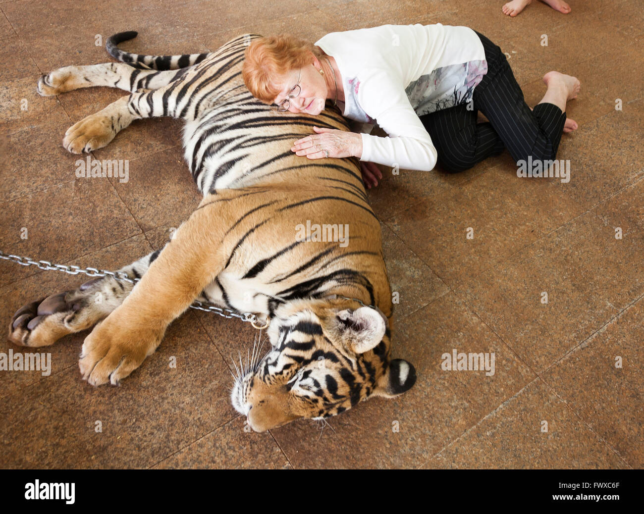 Woman resting with a tiger through temple grounds at Tiger Temple in ...