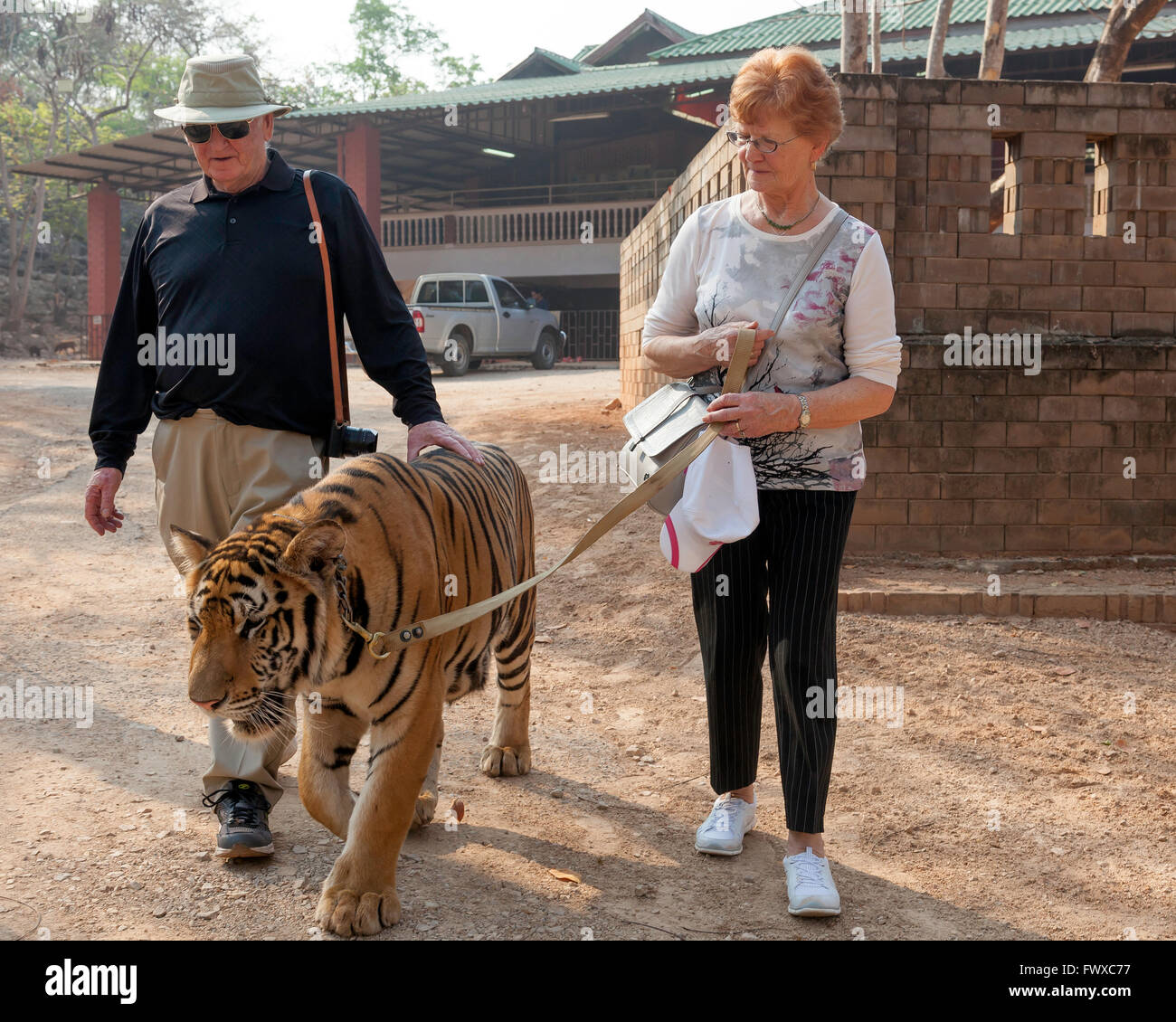 Couple walking a tiger through temple grounds at Tiger Temple in ...