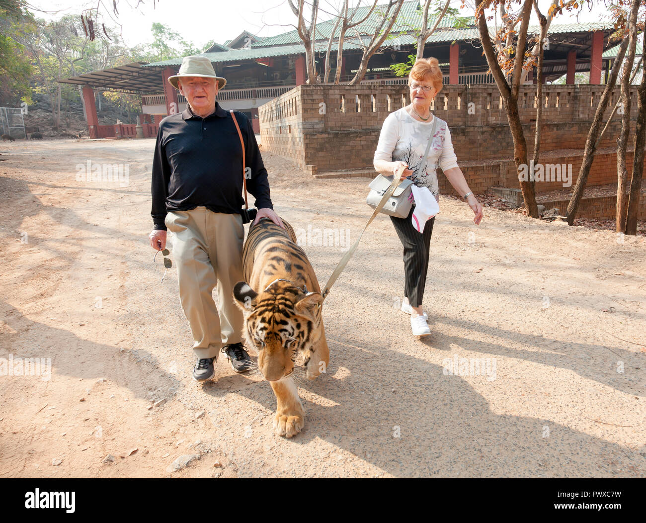 Couple walking a tiger through temple grounds at Tiger Temple in ...