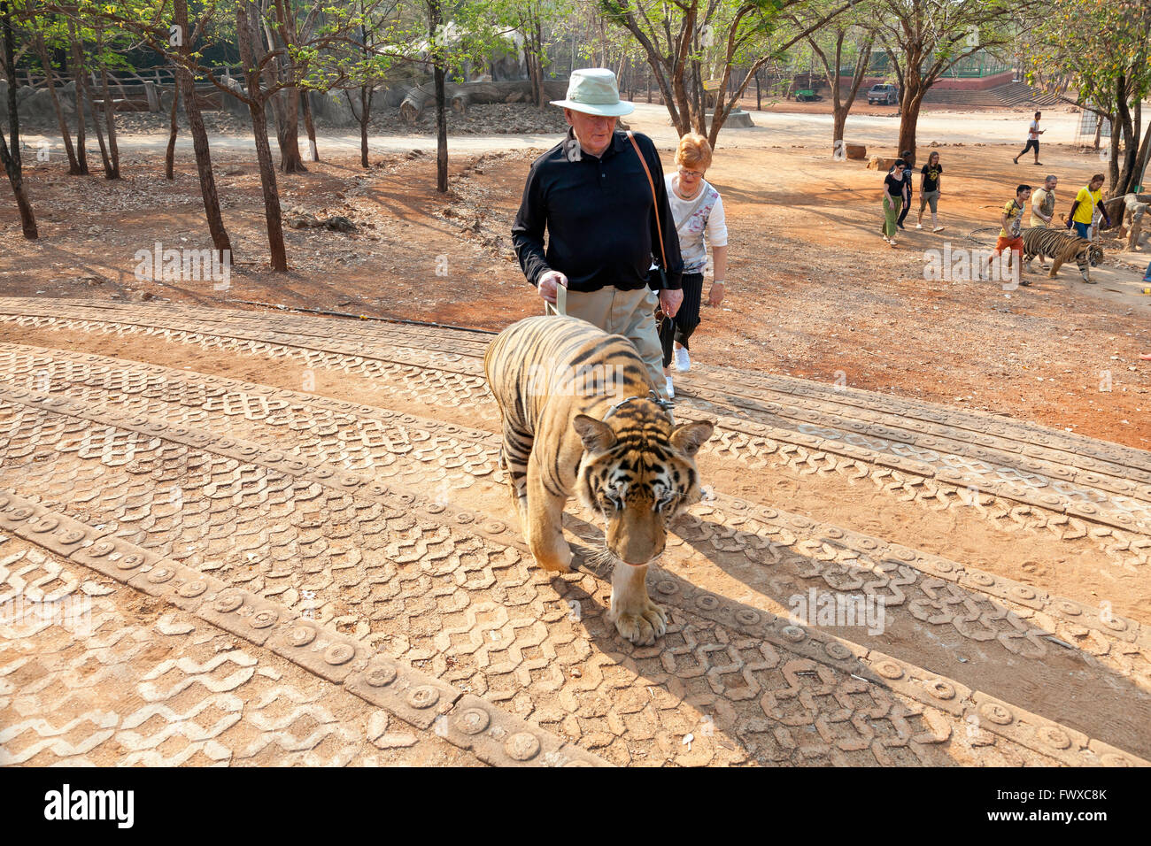 Couple walking a tiger through temple grounds at Tiger Temple in ...