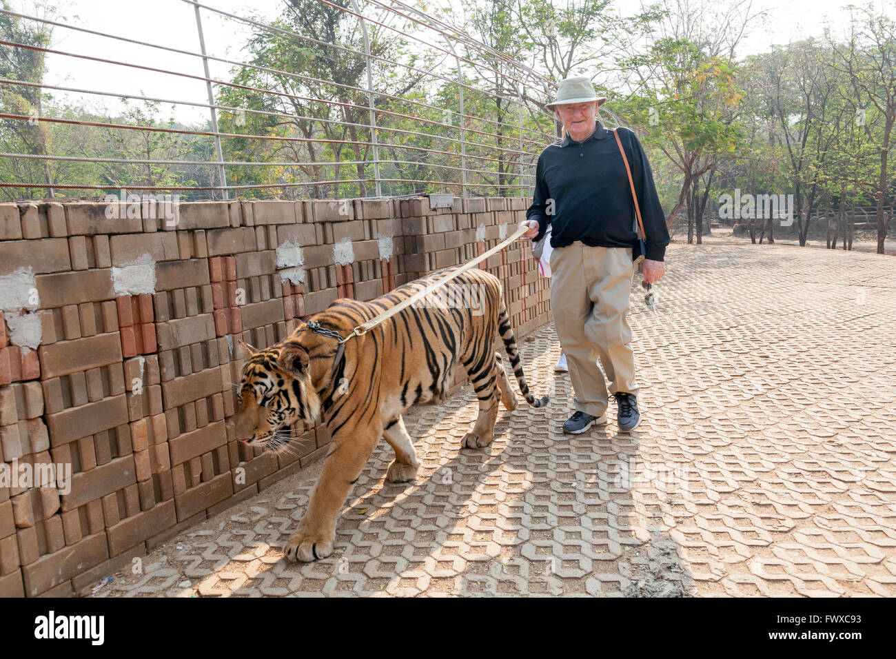 Male walking a tiger through temple grounds at Tiger Temple in Northern ...