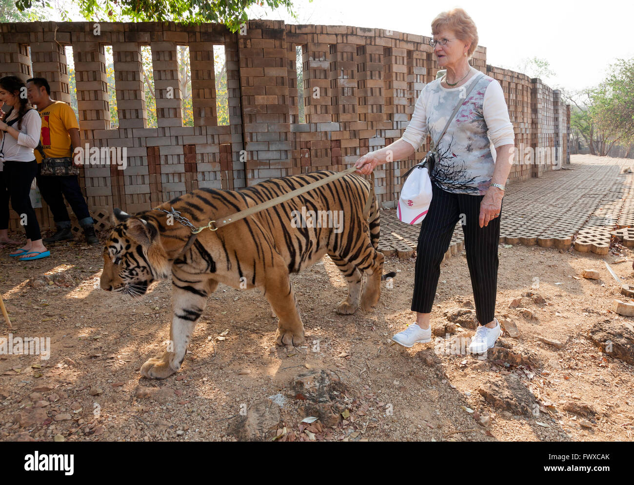 Woman is walking a tiger through temple grounds at Tiger Temple in ...