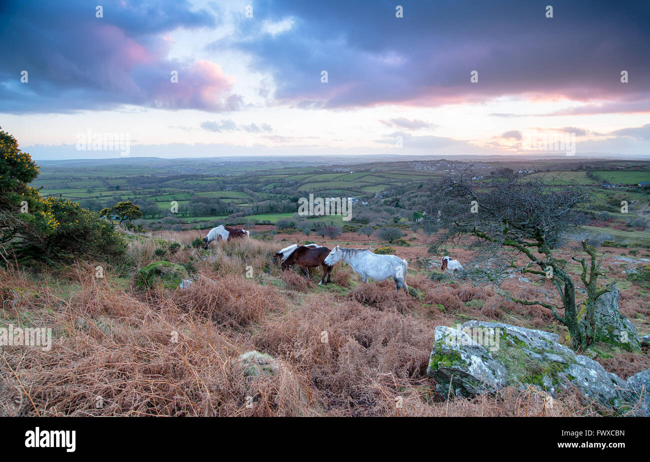 Cornish ponies hi-res stock photography and images - Alamy
