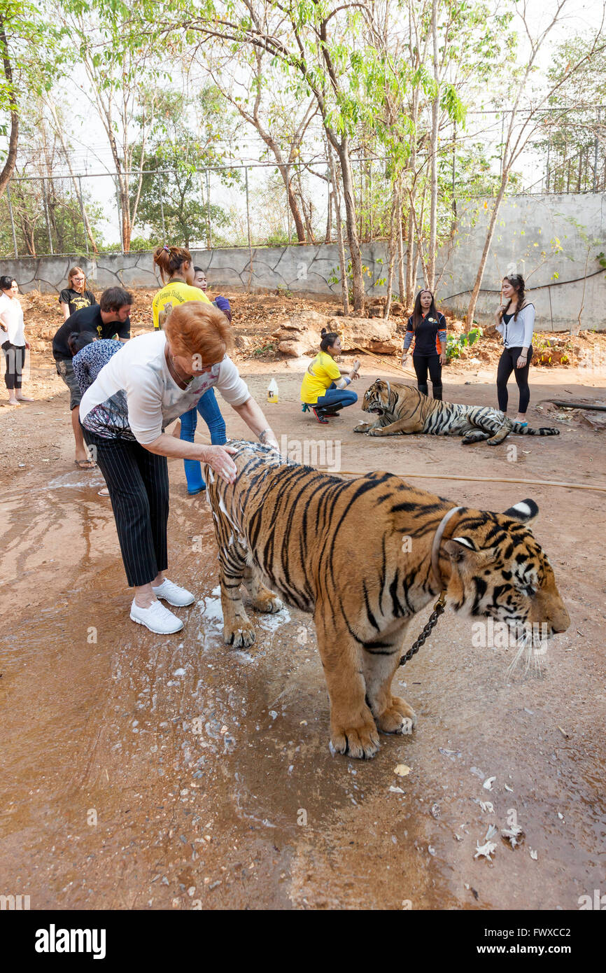 Woman is bathing a tiger through temple grounds at Tiger Temple in ...