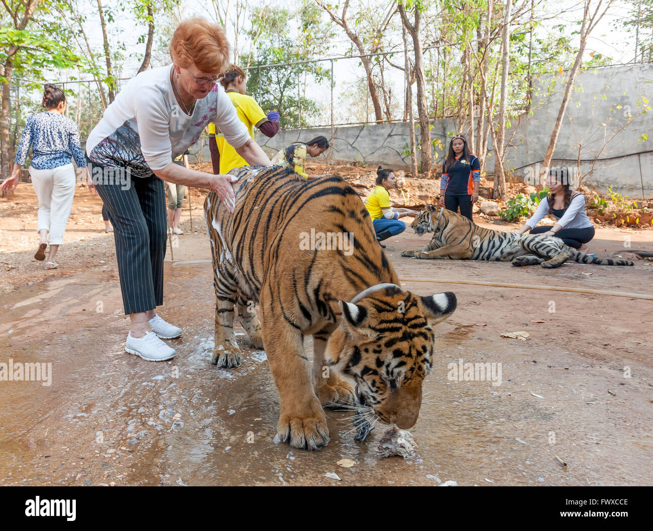 Female is bathing a tiger through temple grounds at Tiger Temple in ...