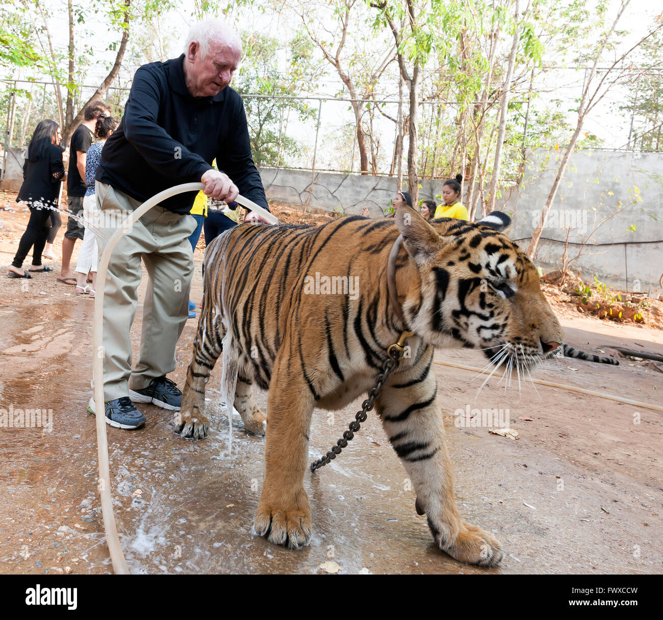 Man is bathing a tiger through temple grounds at Tiger Temple in ...
