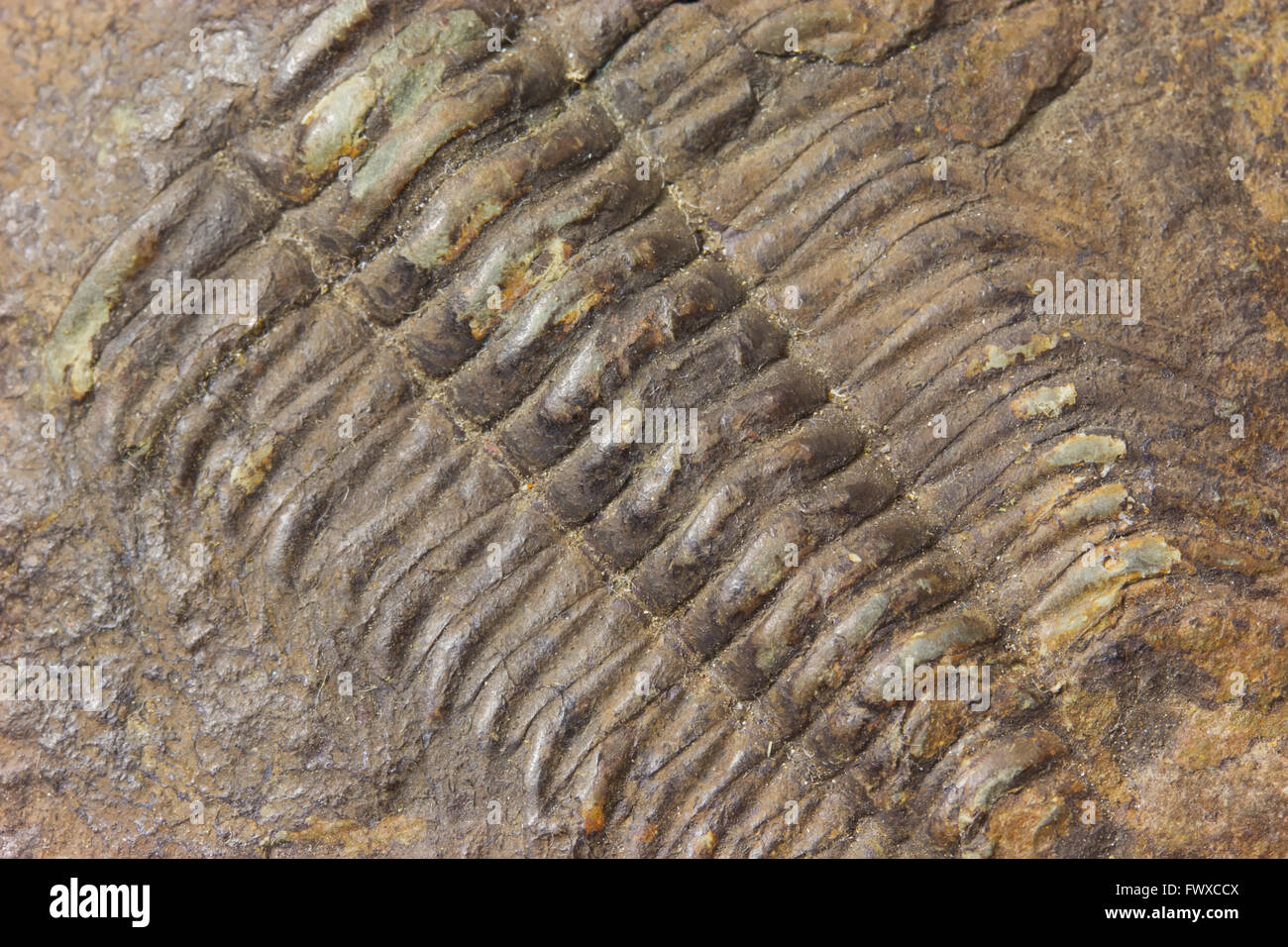 Detailed view of exploration of trilobite beetle fossil embedded in ...
