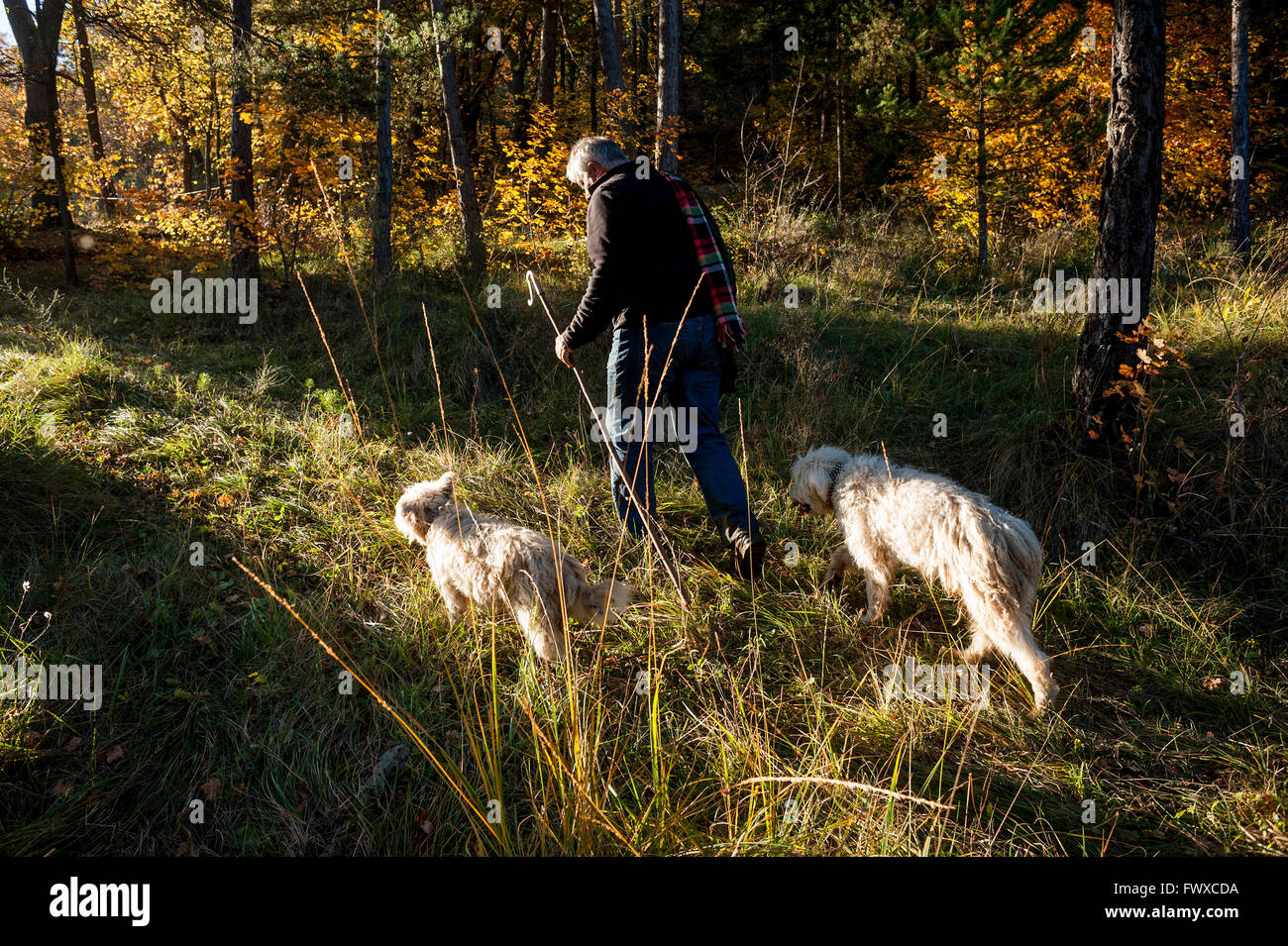 A shepherd with his flock of sheep, making transhumance. Berguedà ...
