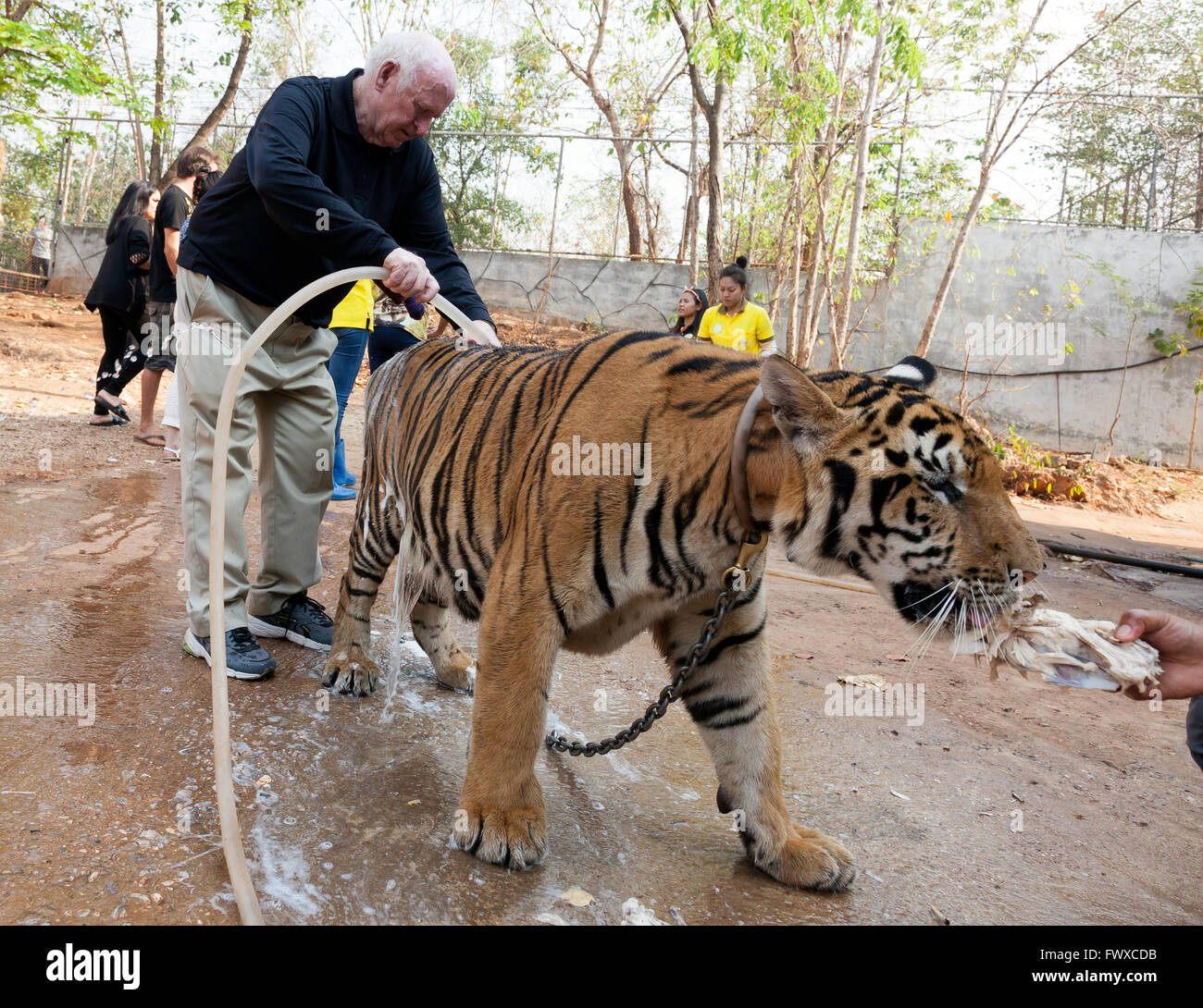A Man is bathing a tiger through temple grounds at Tiger Temple in ...