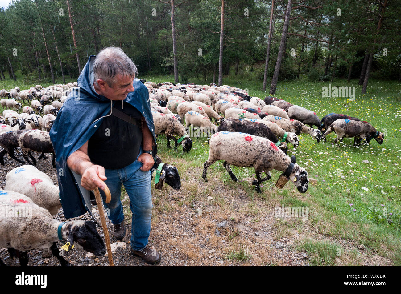 A shepherd with his flock of sheep, making transhumance. Berguedà ...