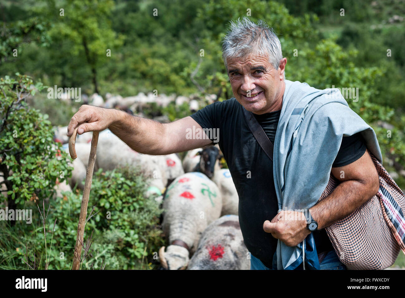 A shepherd with his flock of sheep, making transhumance. Berguedà ...