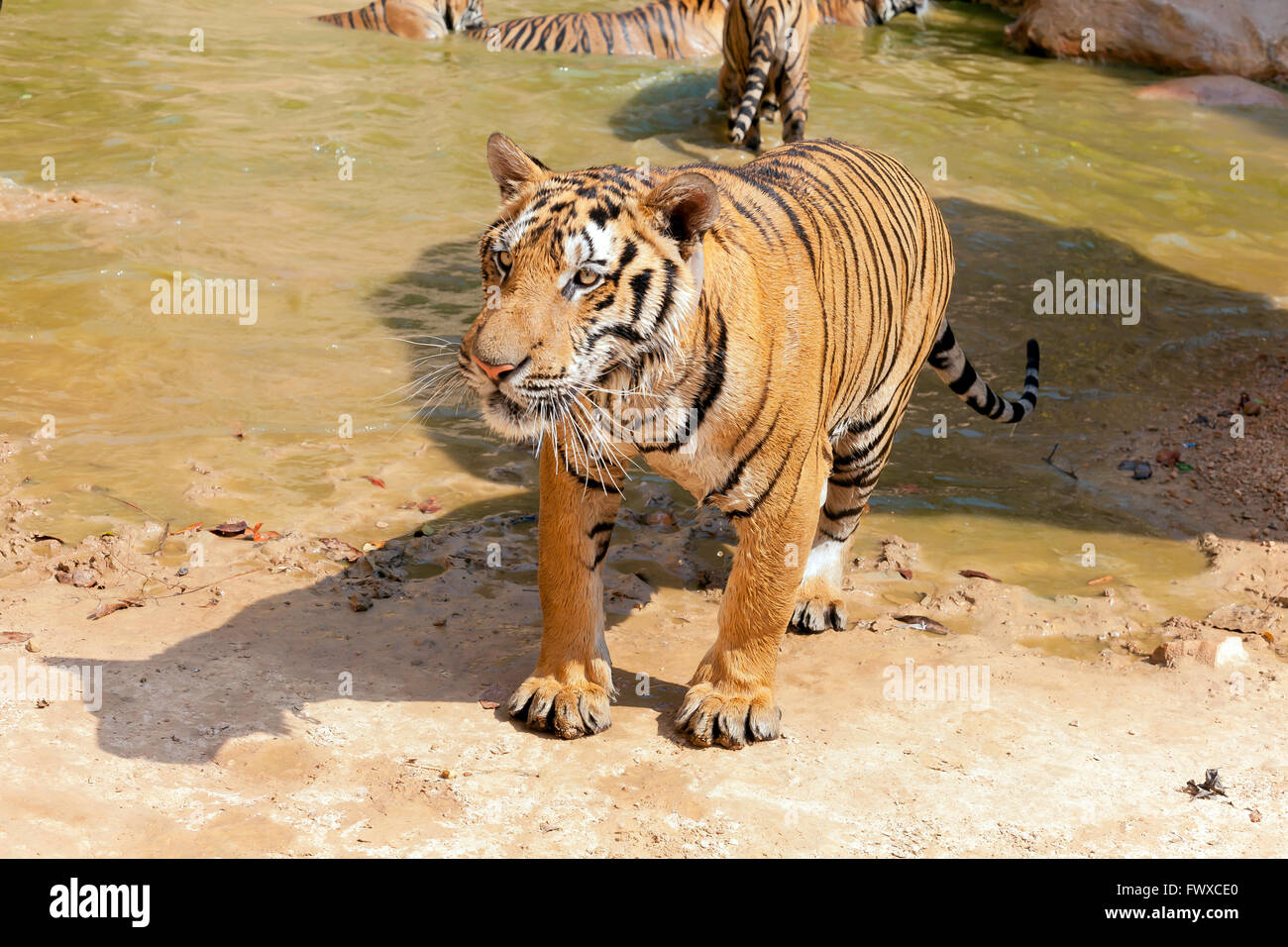 A tiger through temple grounds at Tiger Temple in Northern Thailand at ...