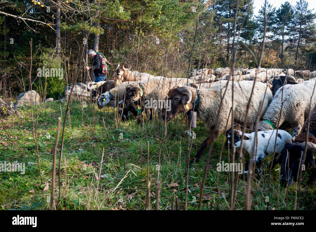 A shepherd with his flock of sheep, making transhumance. Berguedà ...