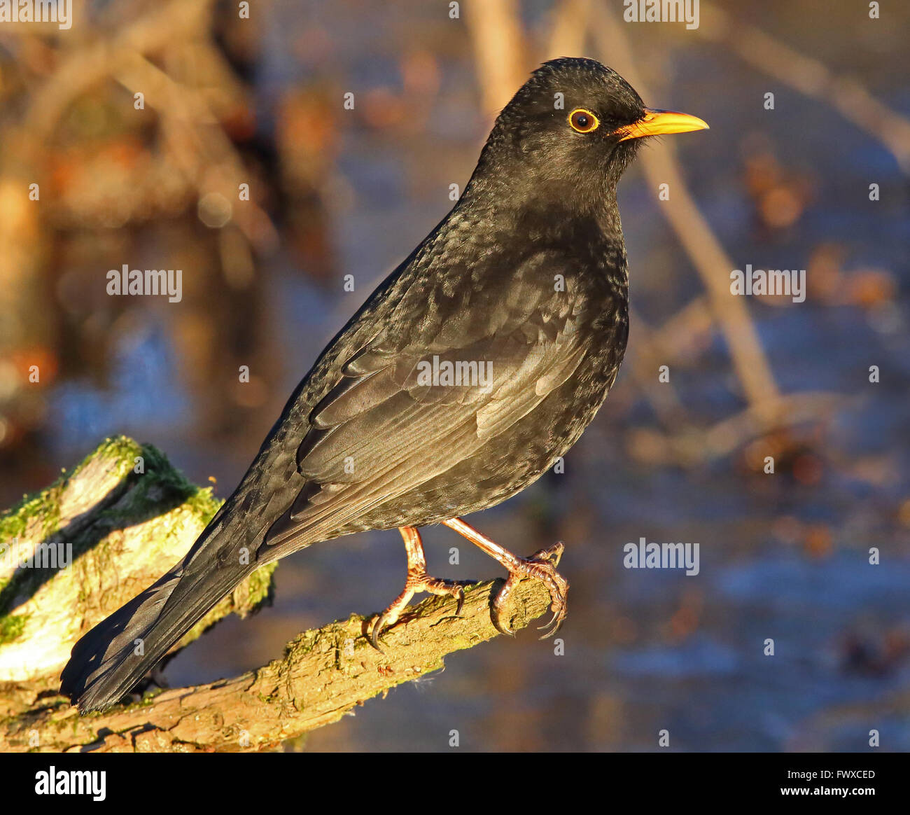 Blackbird / Common blackbird, Turdus merula Stock Photo - Alamy
