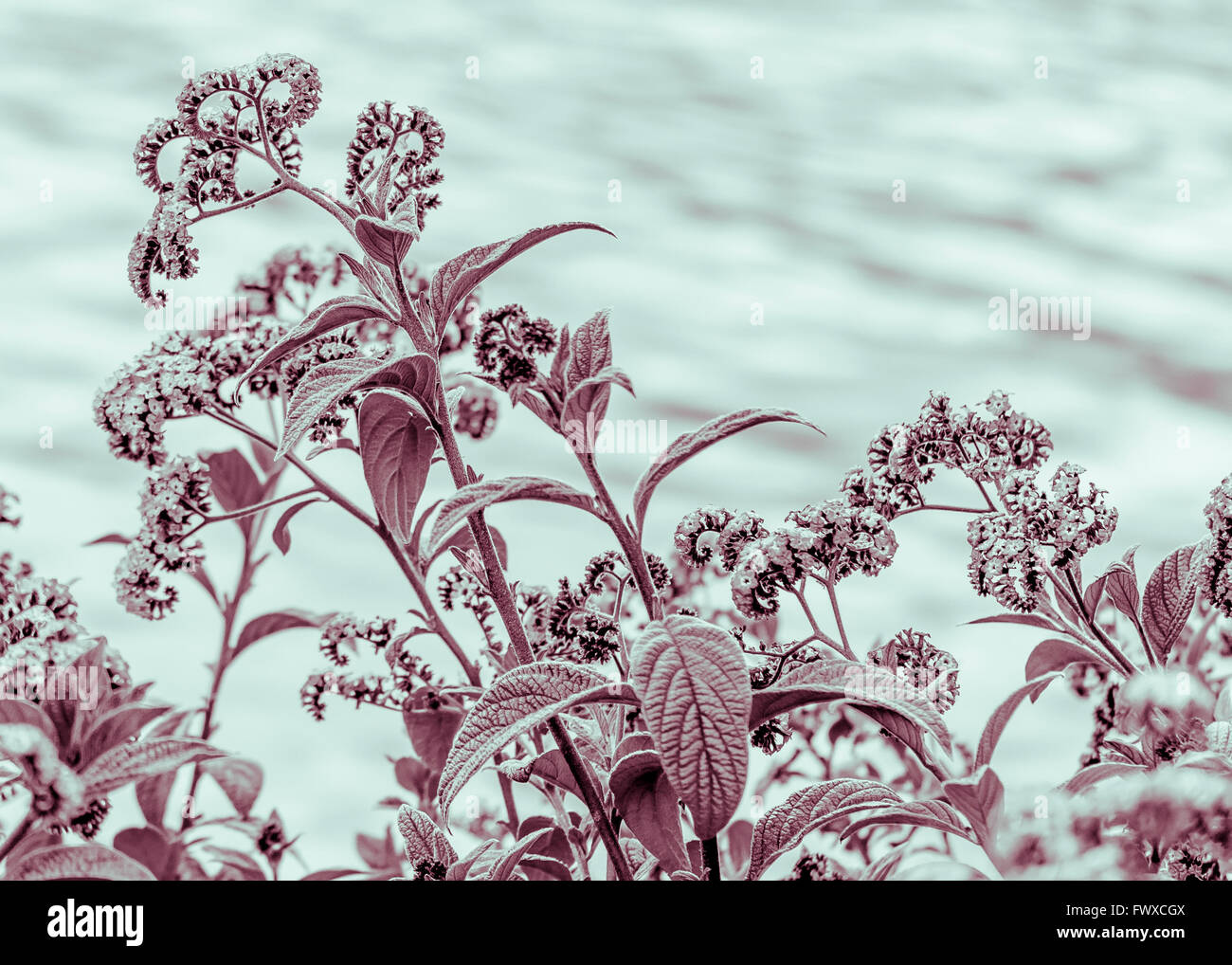 Digital color edited floral scene photo of bunch of flowers and plants ...