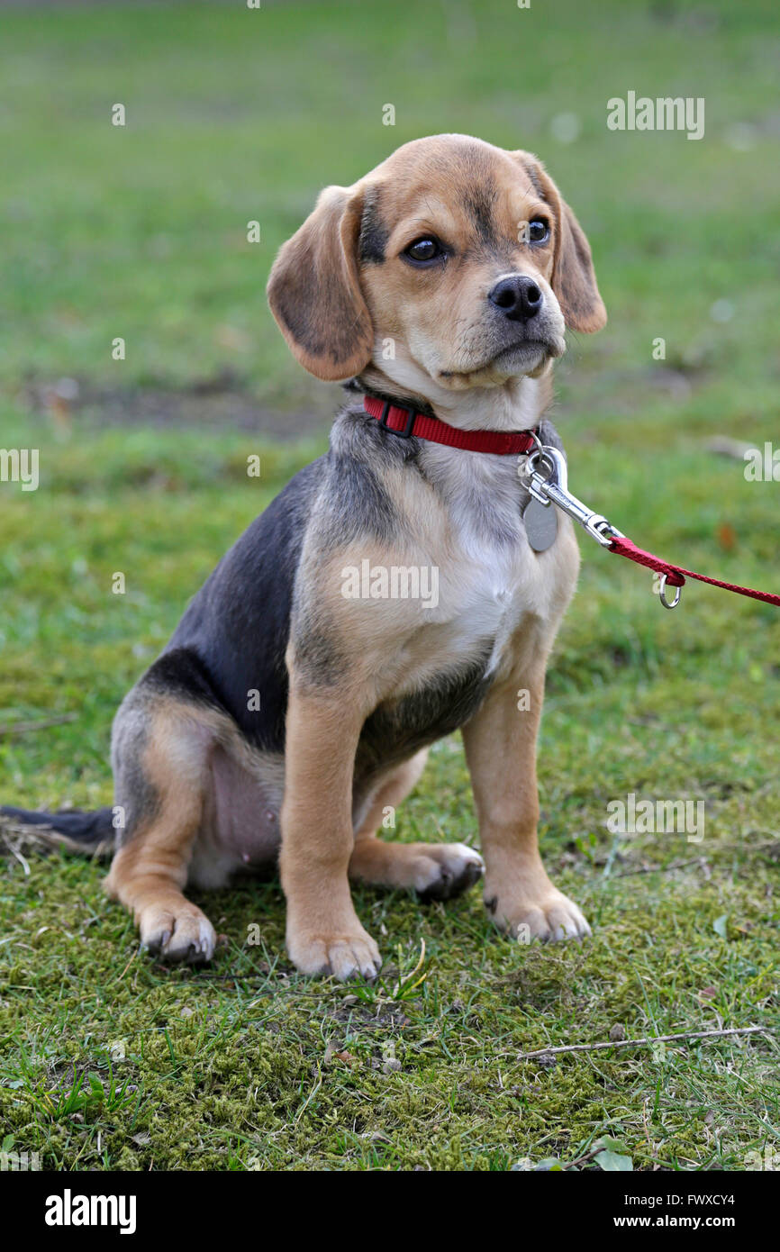 young beagle-pug mongrel (`puggle´ Stock Photo - Alamy