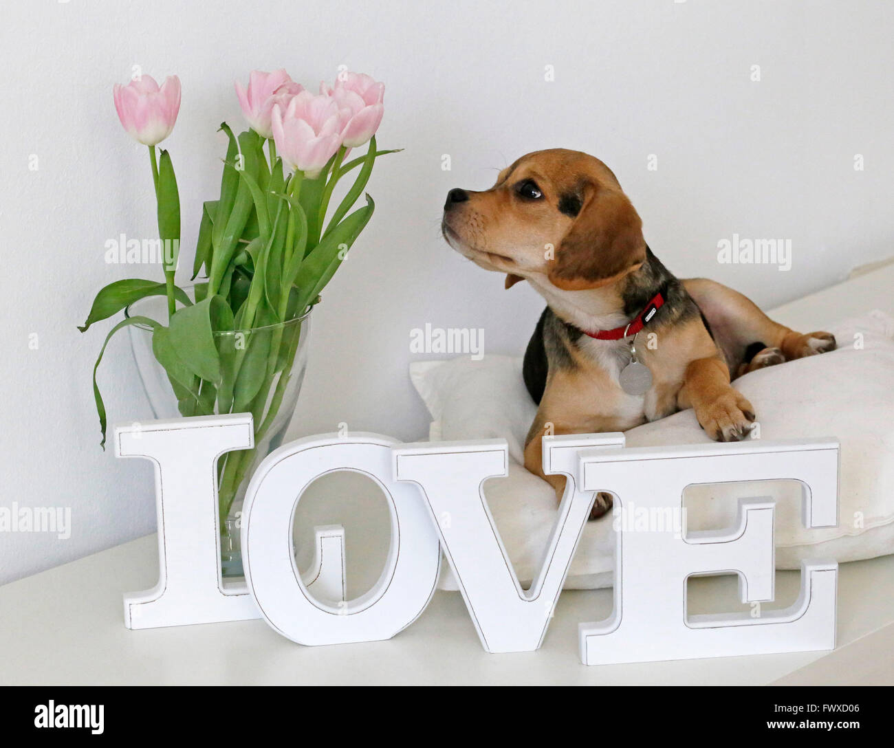 young beagle-pug mongrel (`puggle´) sitting behind writing saying ´love ...