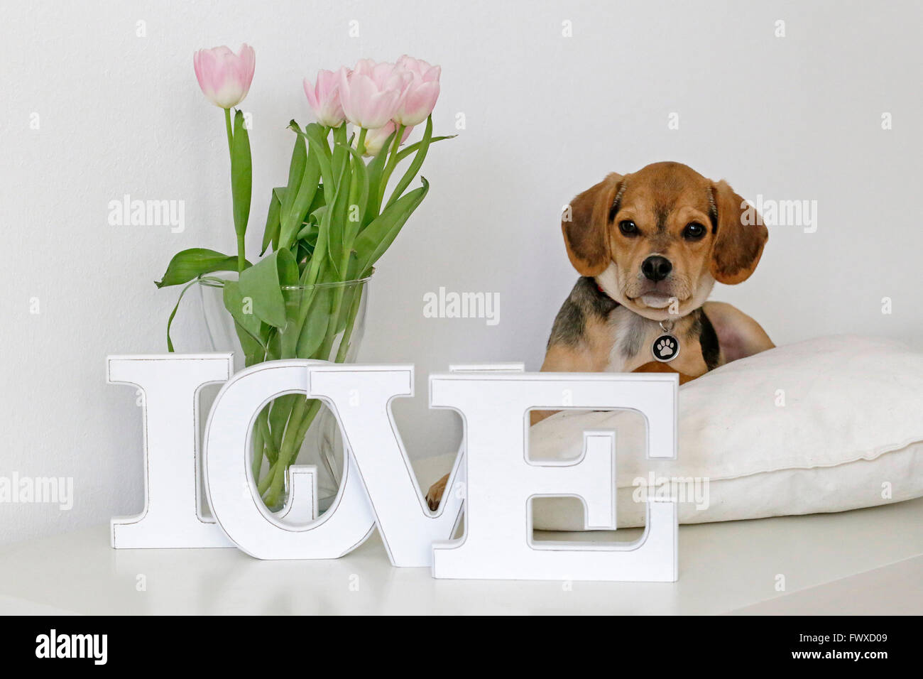 young beagle-pug mongrel (`puggle´) sitting behind writing saying ´love ...