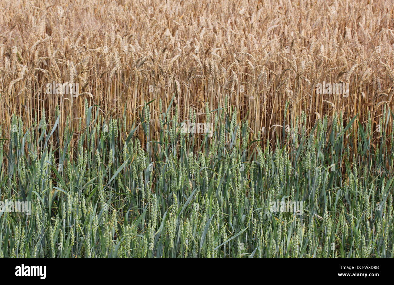 Wheat field with young and ripe plants side by side Stock Photo - Alamy