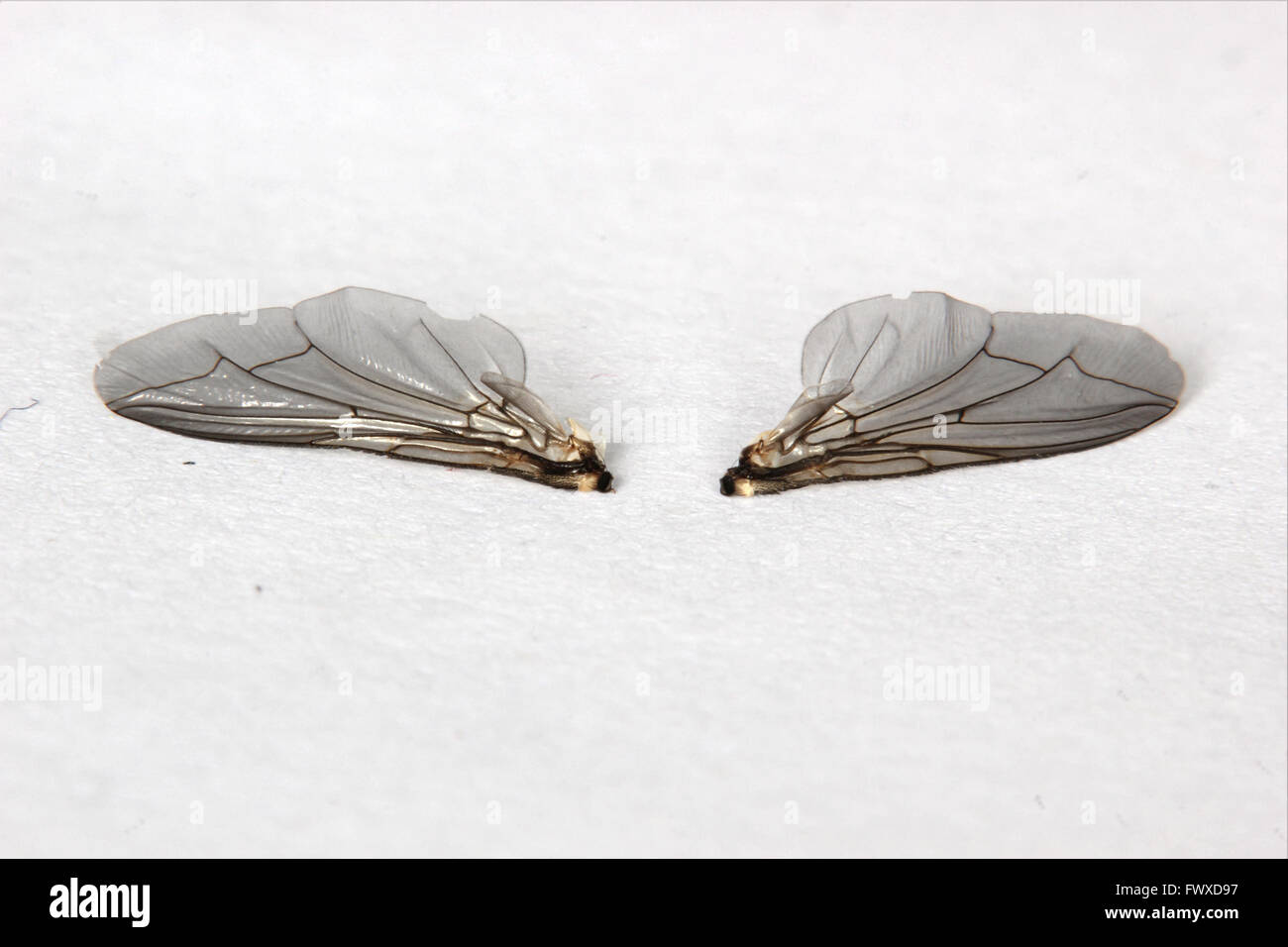 Cut off the wings hi-res stock photography and images - Alamy