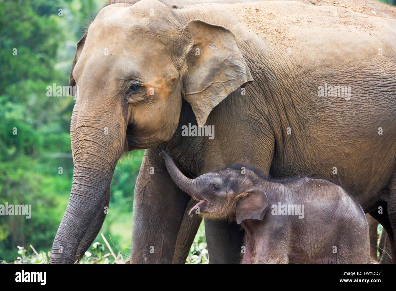Elephants, parent and cubs at Pinnawela Elephant Orphanage, Sri Lanka ...