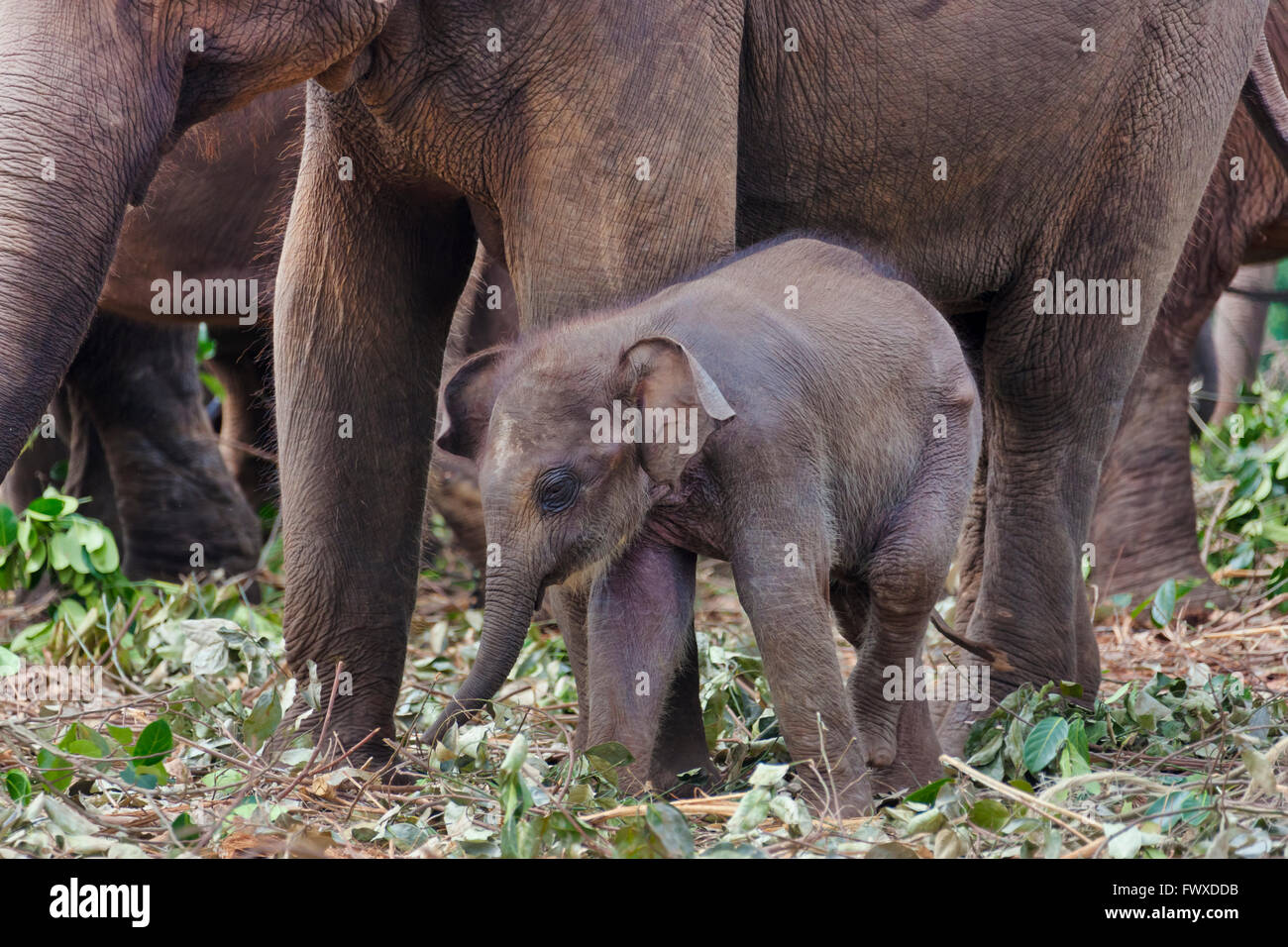 Elephants, parent and cubs at Pinnawela Elephant Orphanage, Sri Lanka ...