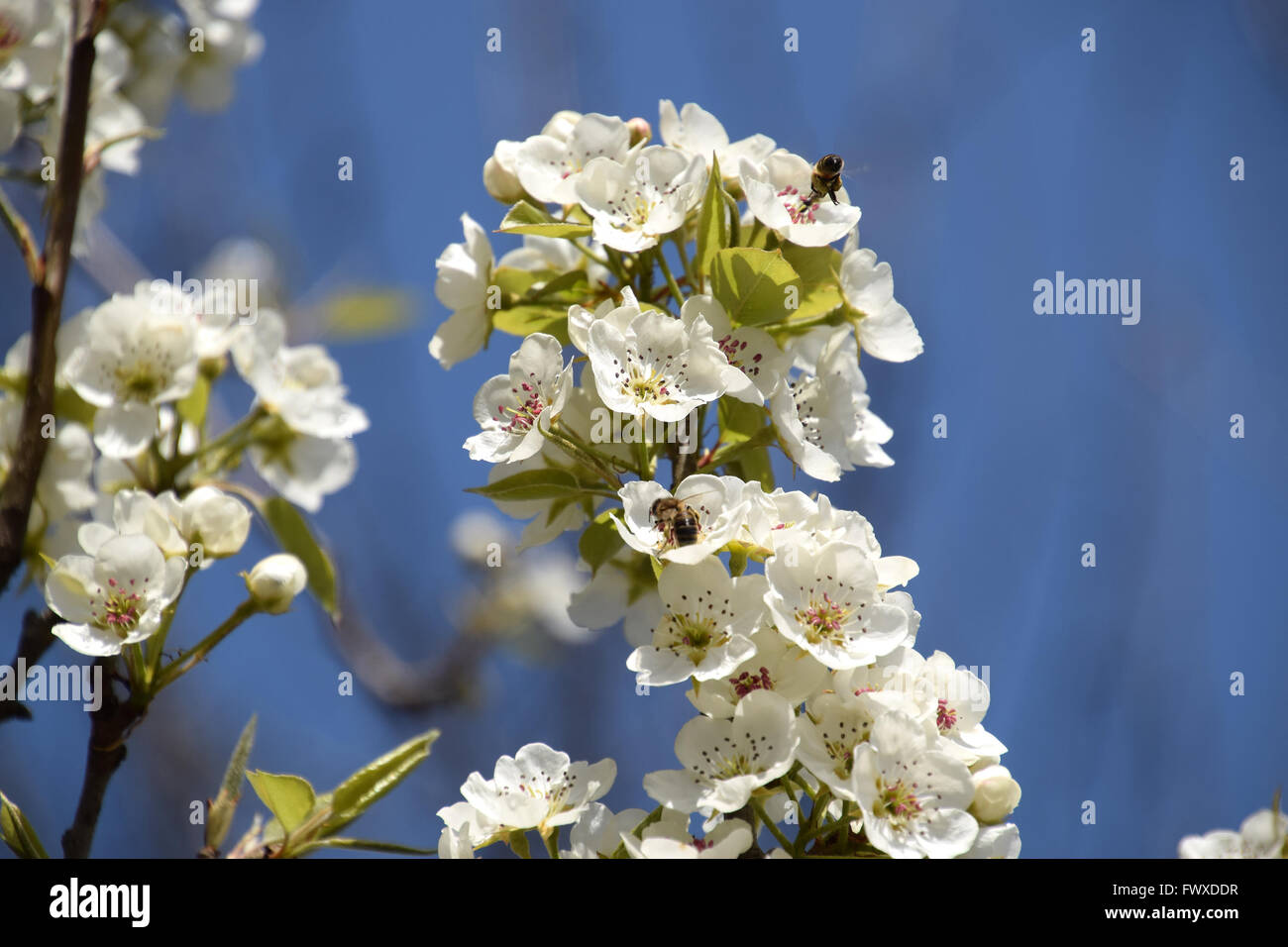 Pollination of flowers by bees pears Stock Photo - Alamy