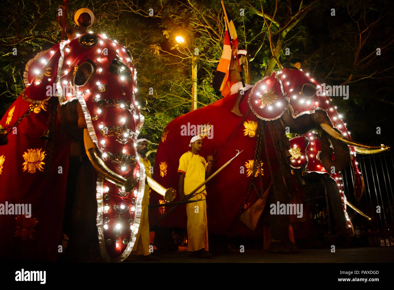 Elephant in the procession during Kandy Esala Perahera, Kandy, Sri ...