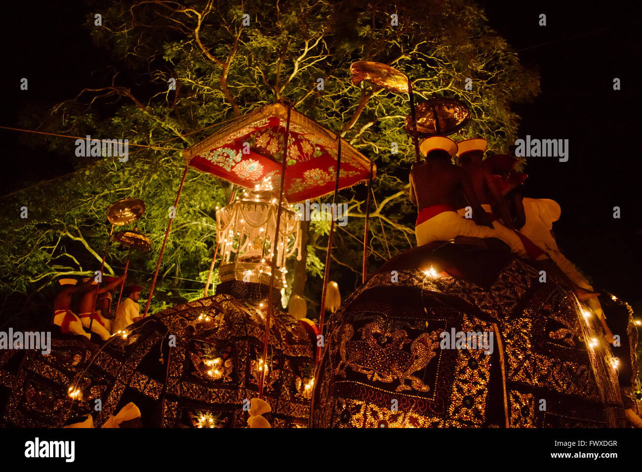 Elephant in the procession during Kandy Esala Perahera, Kandy, Sri ...
