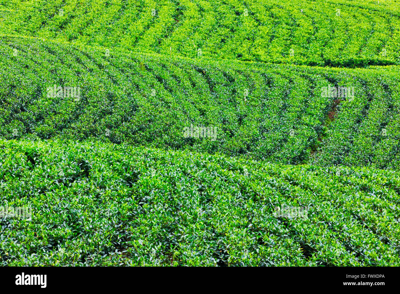 Tea plantation in central highlands, Central Province, Sri Lanka Stock ...