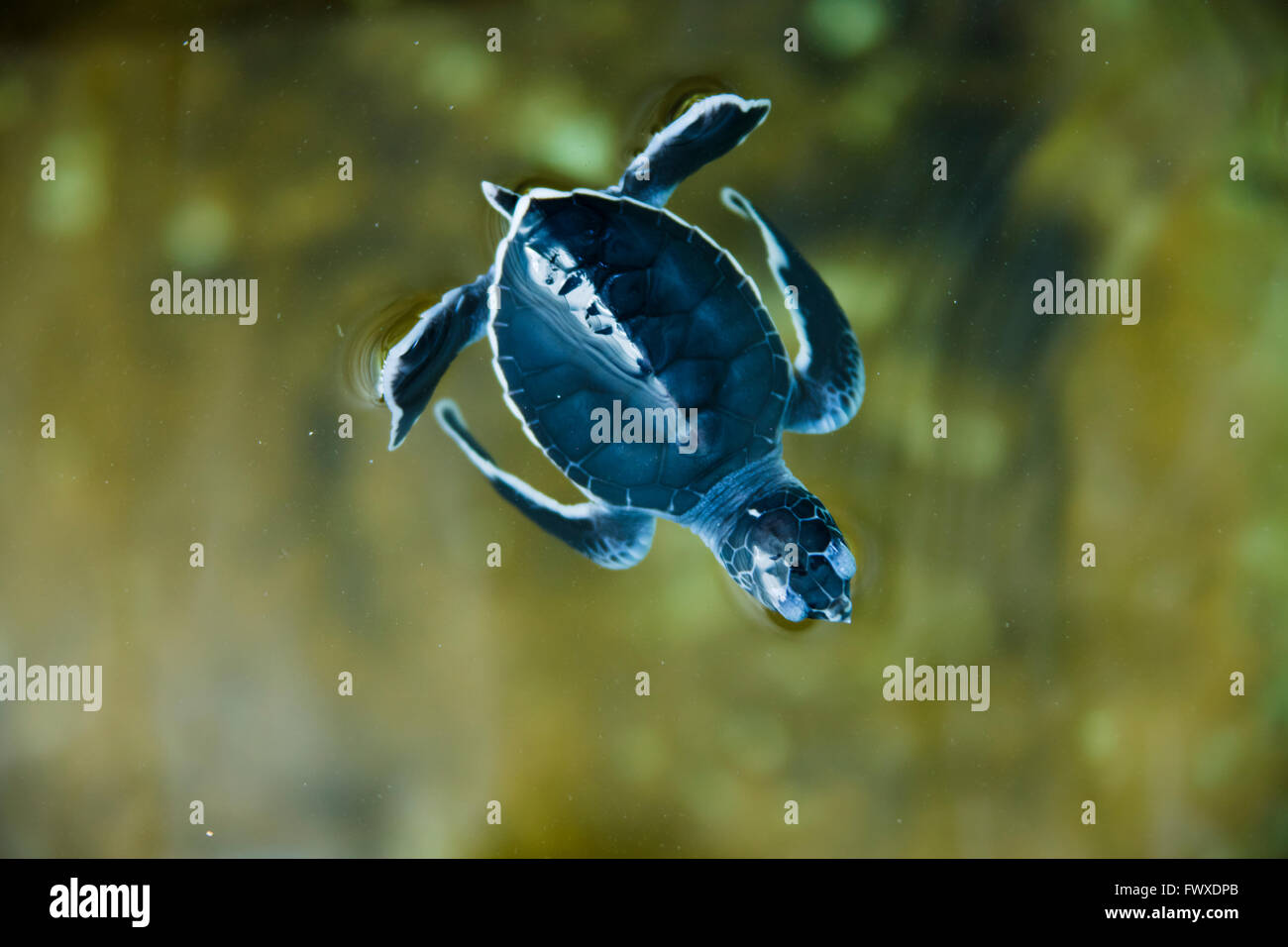 Baby Sea Turtle Hatching Clipart