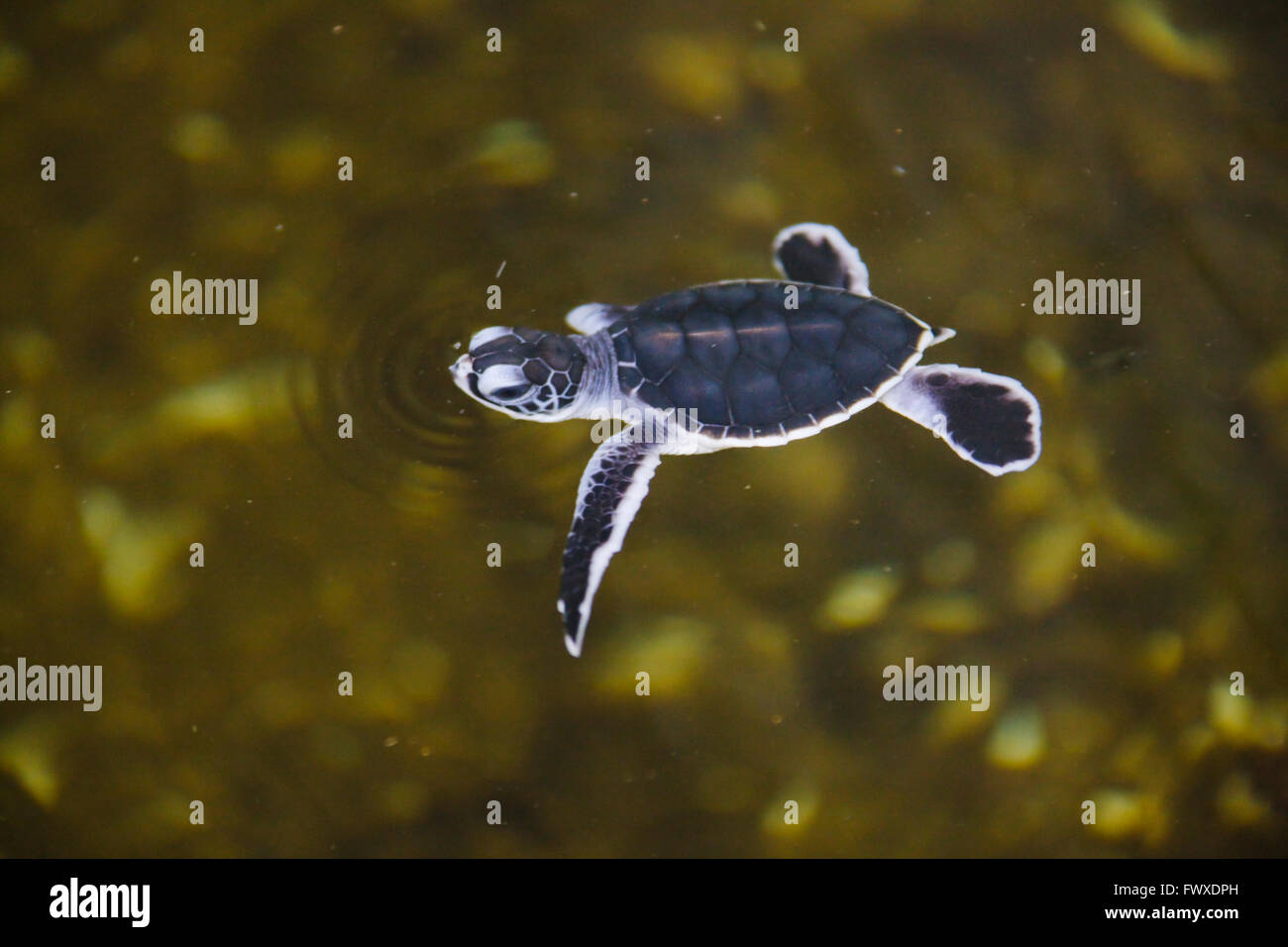 Cute baby sea turtle swimming hi-res stock photography and images - Alamy