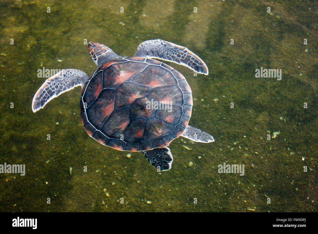 Cute baby sea turtle swimming hi-res stock photography and images - Alamy