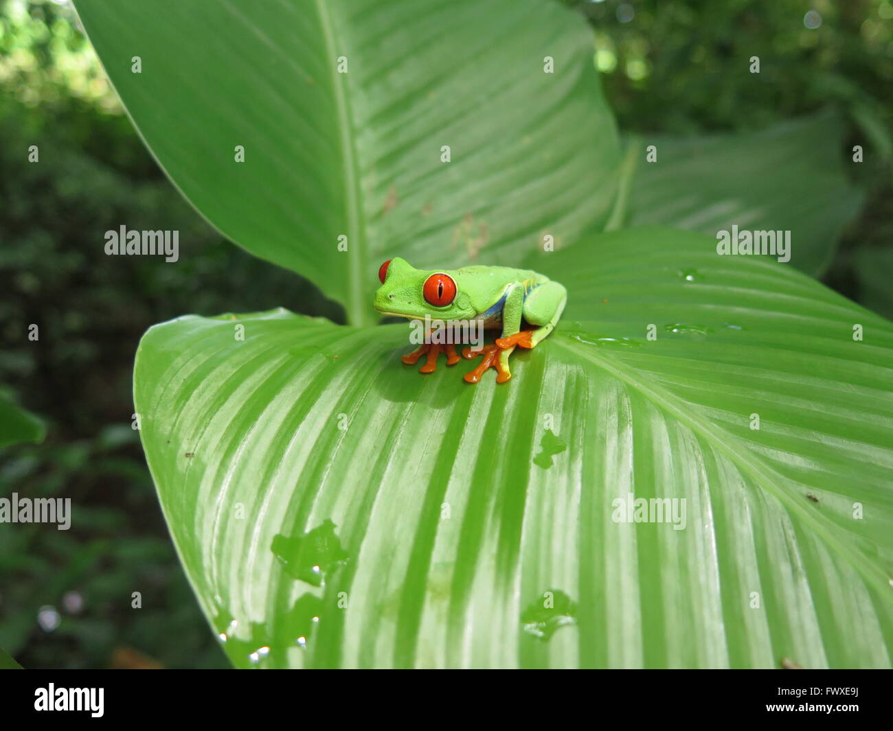 Red eyed tree frog on the leaf Stock Photo - Alamy