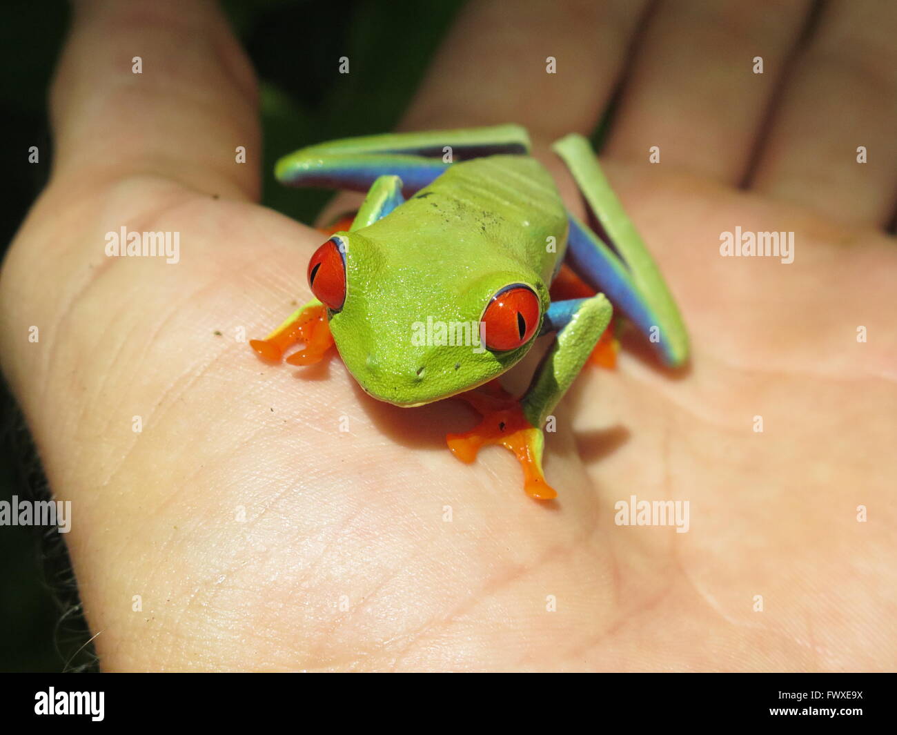 Red eyed tree frog on the leaf Stock Photo - Alamy