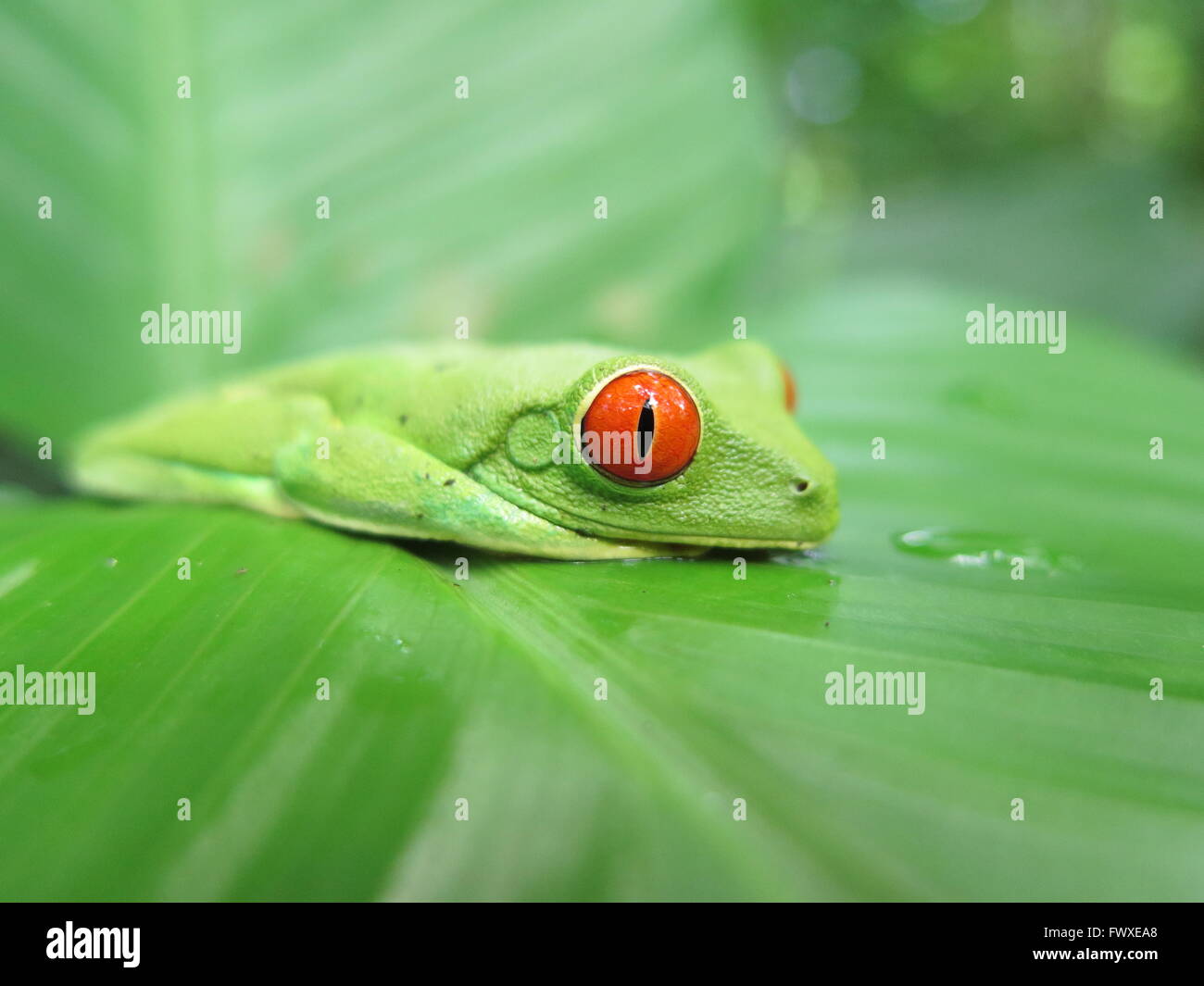 Tree frogs nicaragua hi-res stock photography and images - Alamy