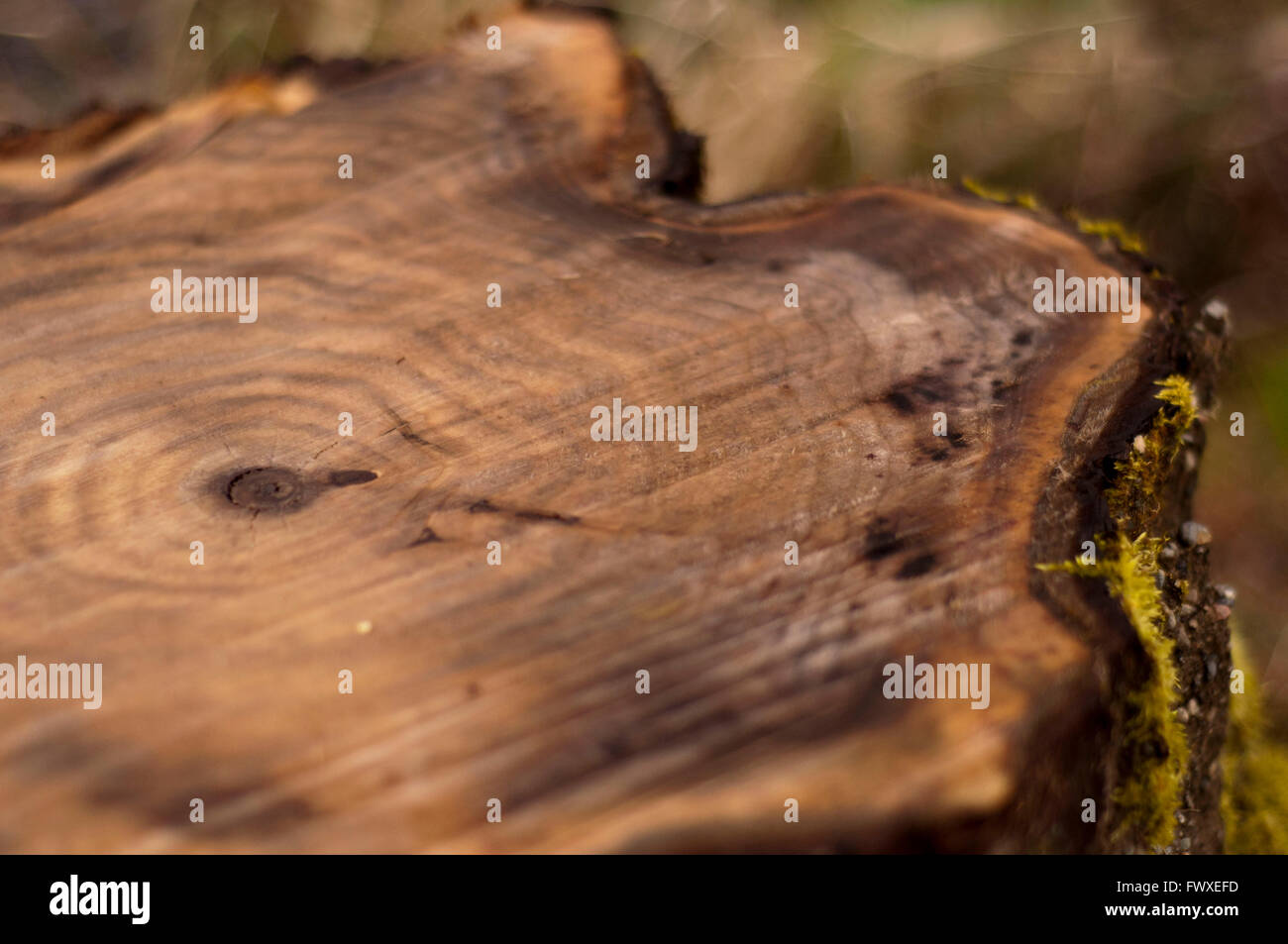 Evergreen tree rings hi-res stock photography and images - Alamy
