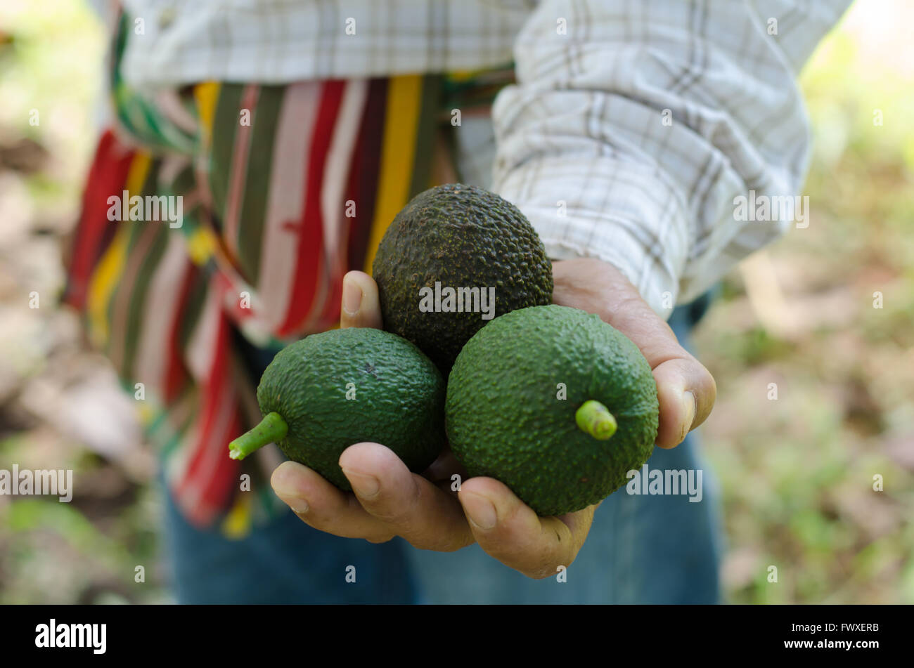 Avocado in hand hi-res stock photography and images - Alamy